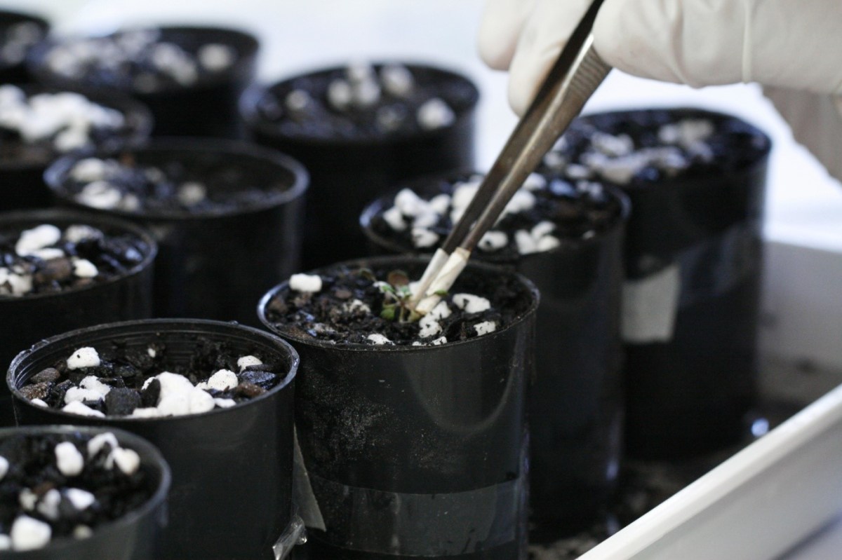 Manipulating Pollen Allergen Genes for Improved Diagnosis and ...